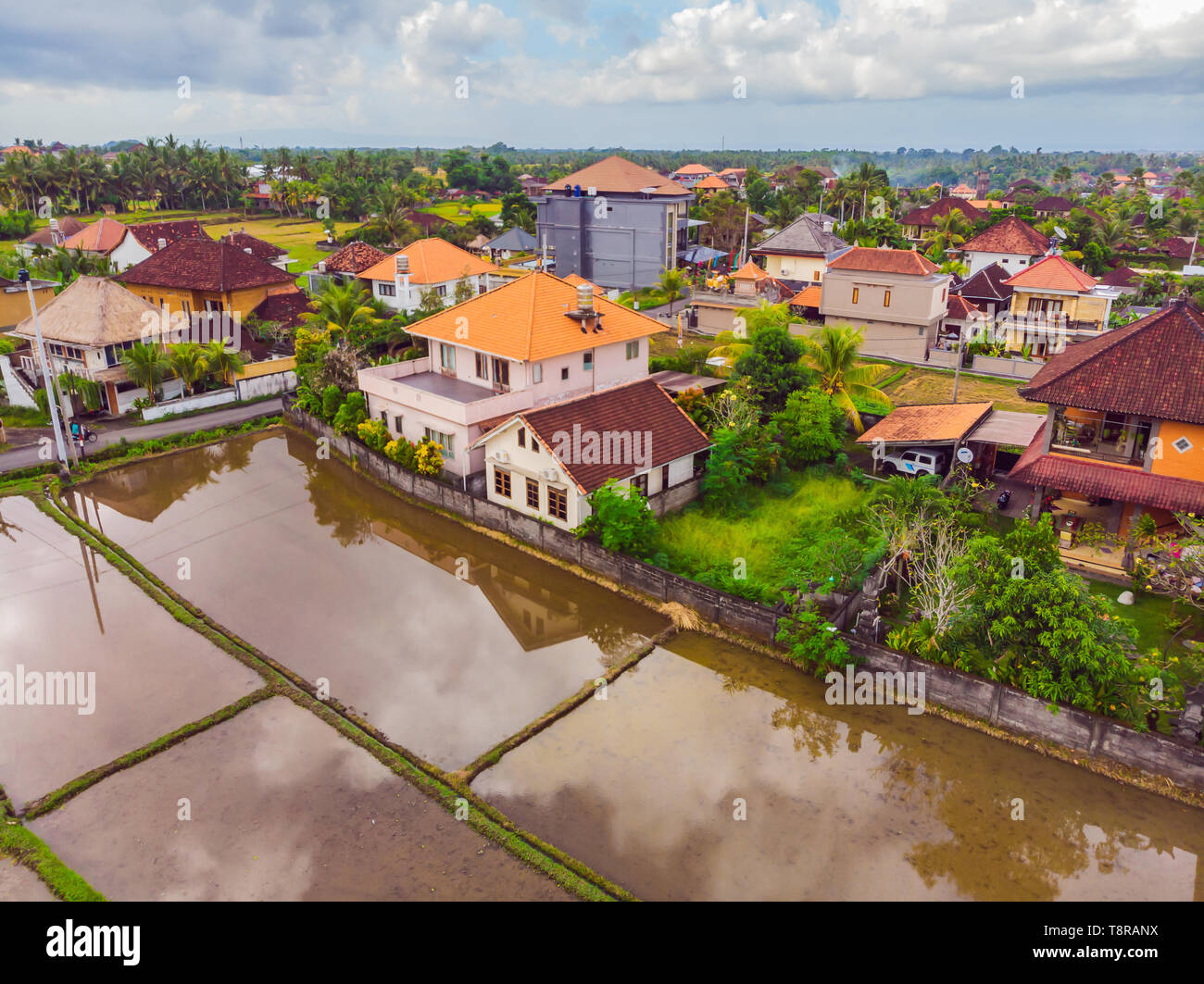 The rice fields are flooded with water. Flooded rice paddies. Agronomic ...