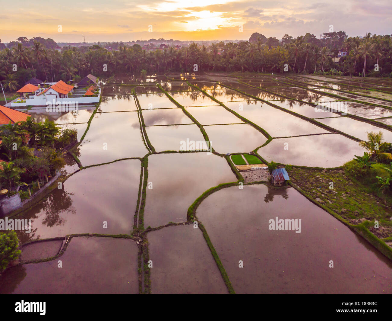 The rice fields are flooded with water. Flooded rice paddies. Agronomic ...
