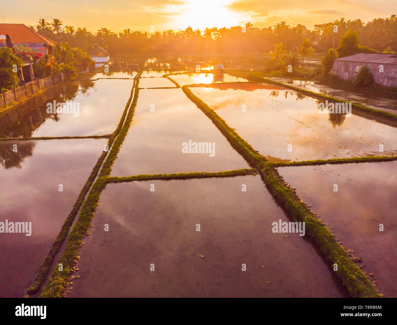 The rice fields are flooded with water. Flooded rice paddies. Agronomic ...