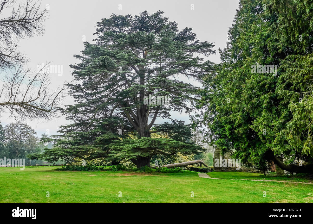 Ancient cedar tree hi-res stock photography and images - Alamy