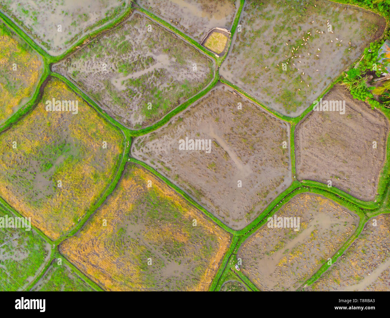The rice fields are flooded with water. Flooded rice paddies. Agronomic ...