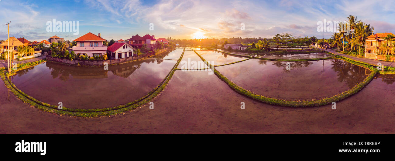 The rice fields are flooded with water. Flooded rice paddies. Agronomic ...