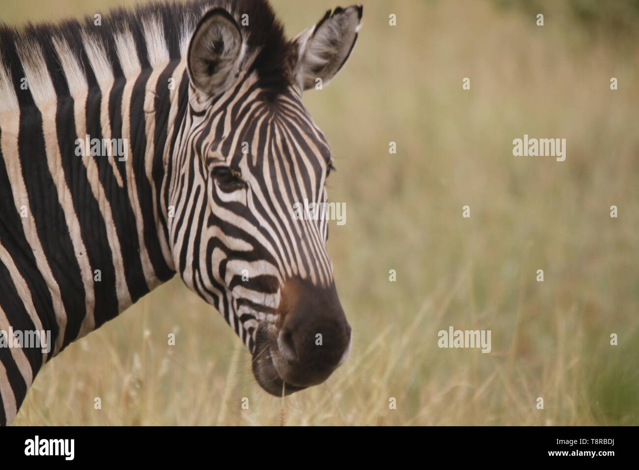 Zebra white hi-res stock photography and images - Alamy