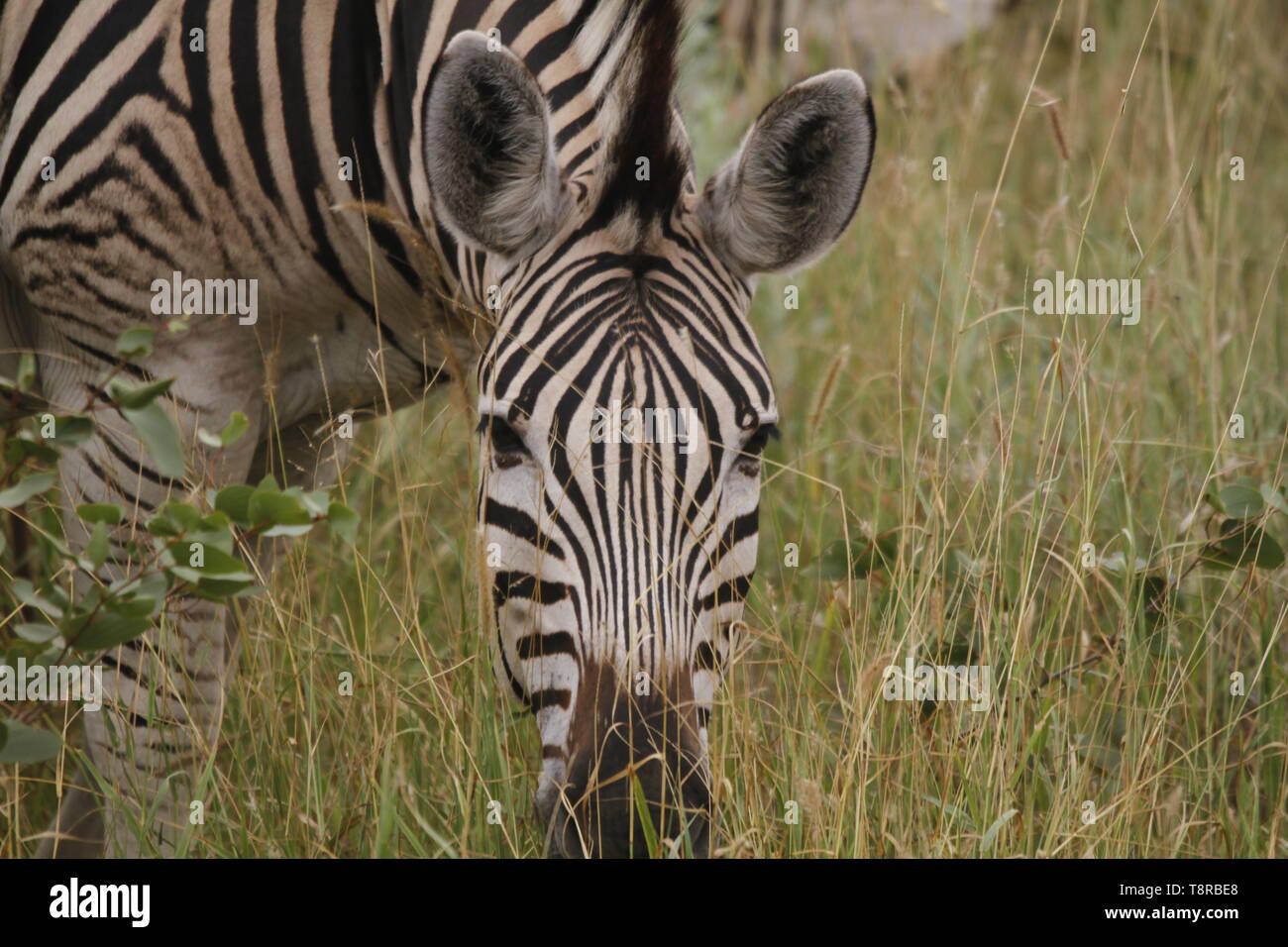 Zebra alert hi-res stock photography and images - Alamy