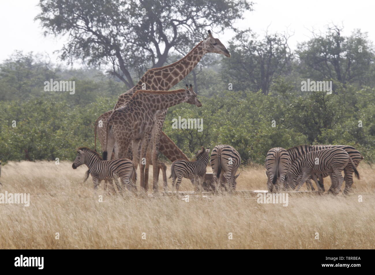 Giraffe, zebra, waterhole hi-res stock photography and images - Alamy