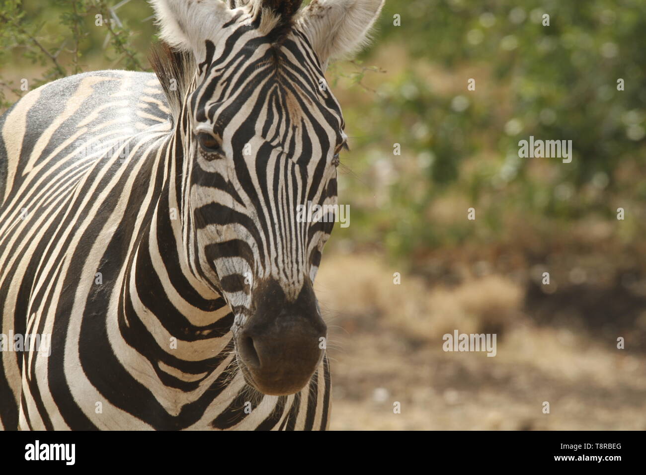 Zebra up close hi-res stock photography and images - Alamy