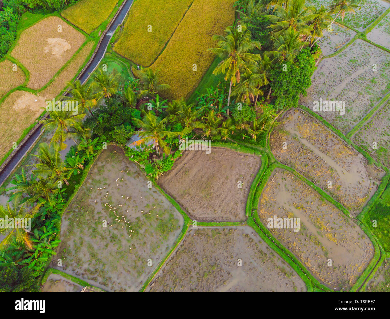 The rice fields are flooded with water. Flooded rice paddies. Agronomic ...