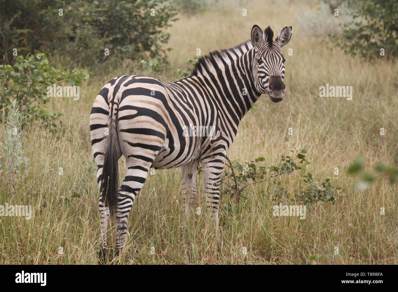 Laughing zebra hi-res stock photography and images - Alamy