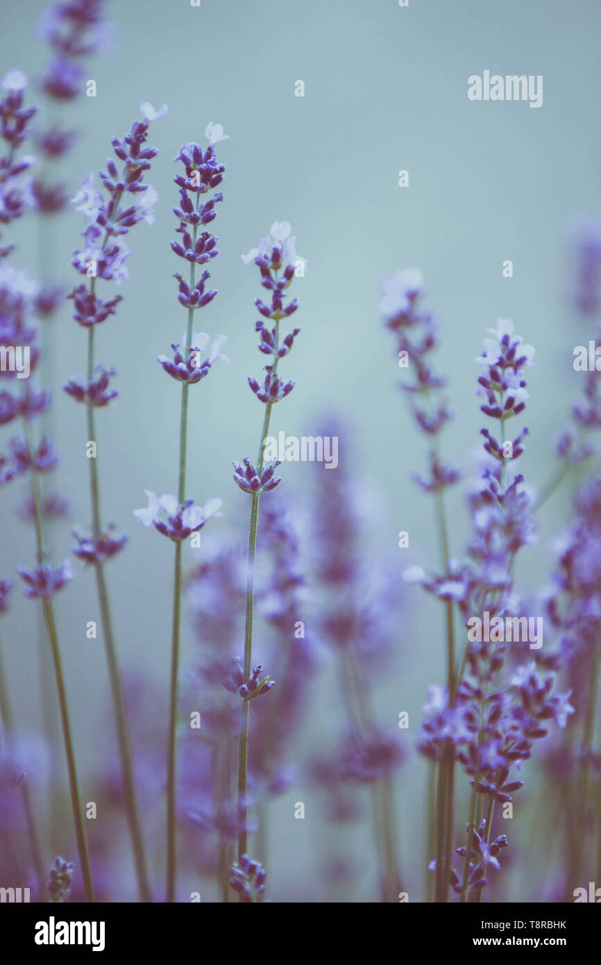 Lavender background hi-res stock photography and images - Alamy
