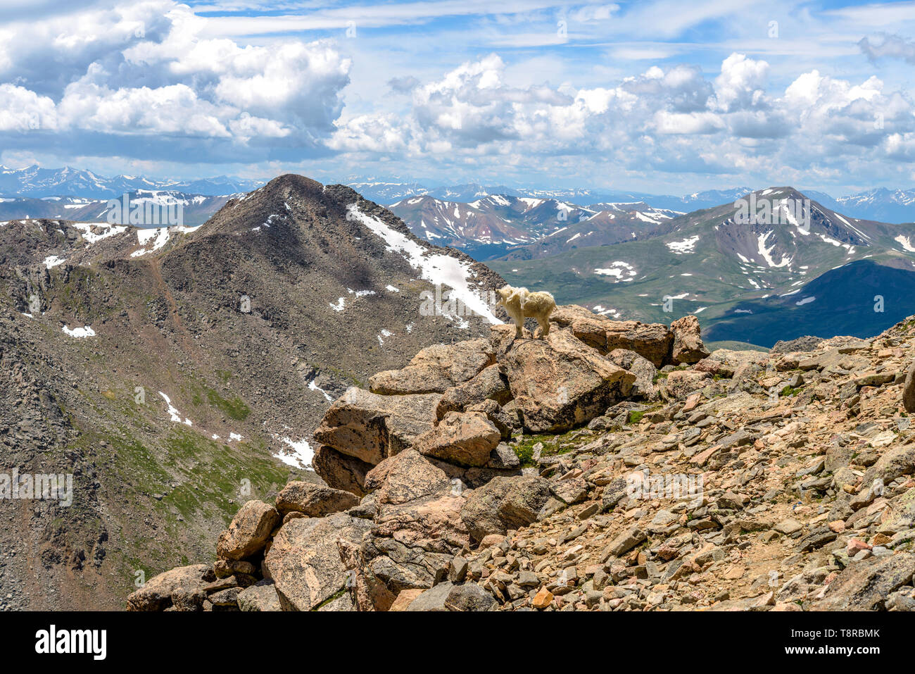 Mountain Goat on Cliff - A mountain goat standing on a steep rocky ...