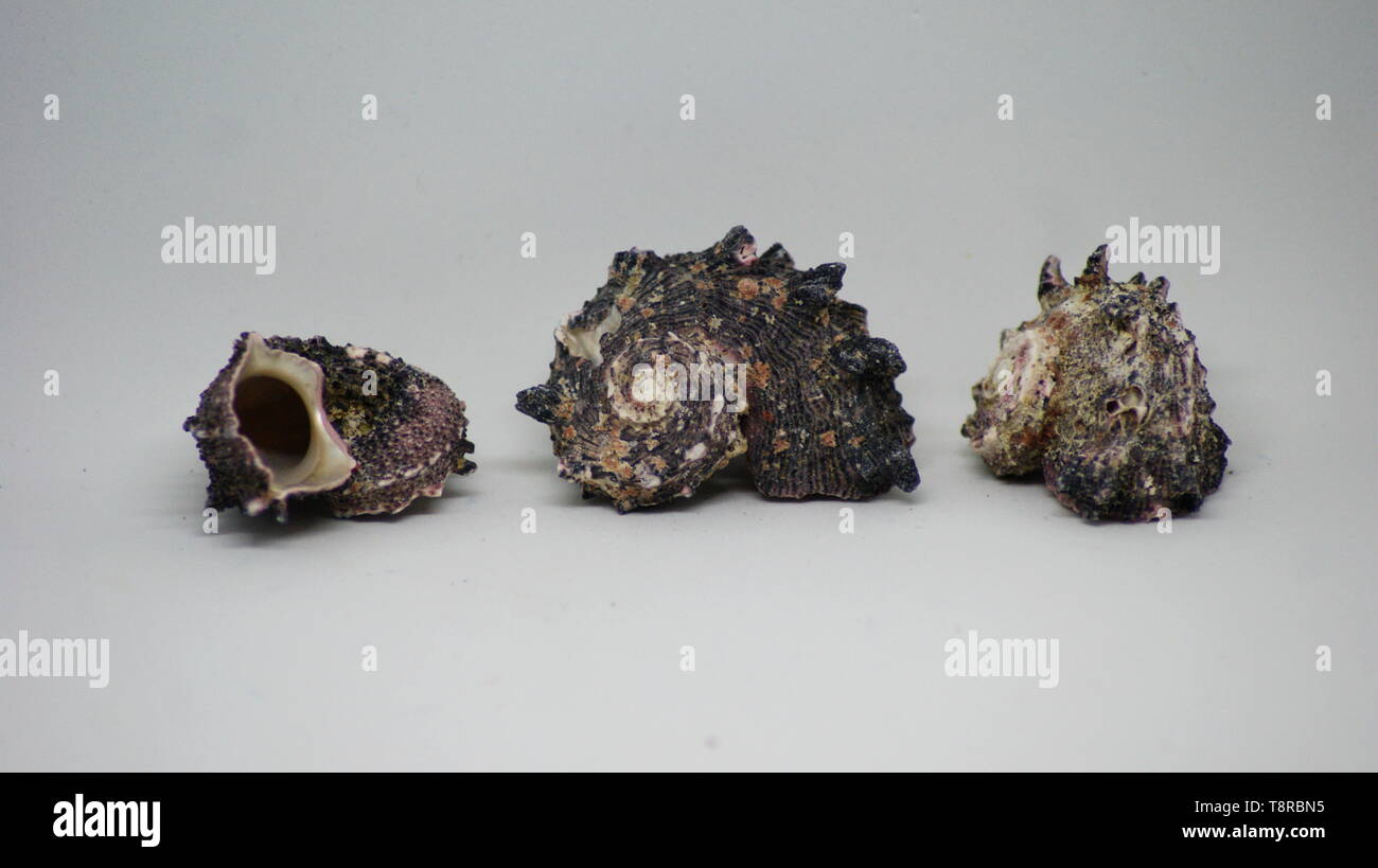 Underwater shells ocean hi-res stock photography and images - Alamy