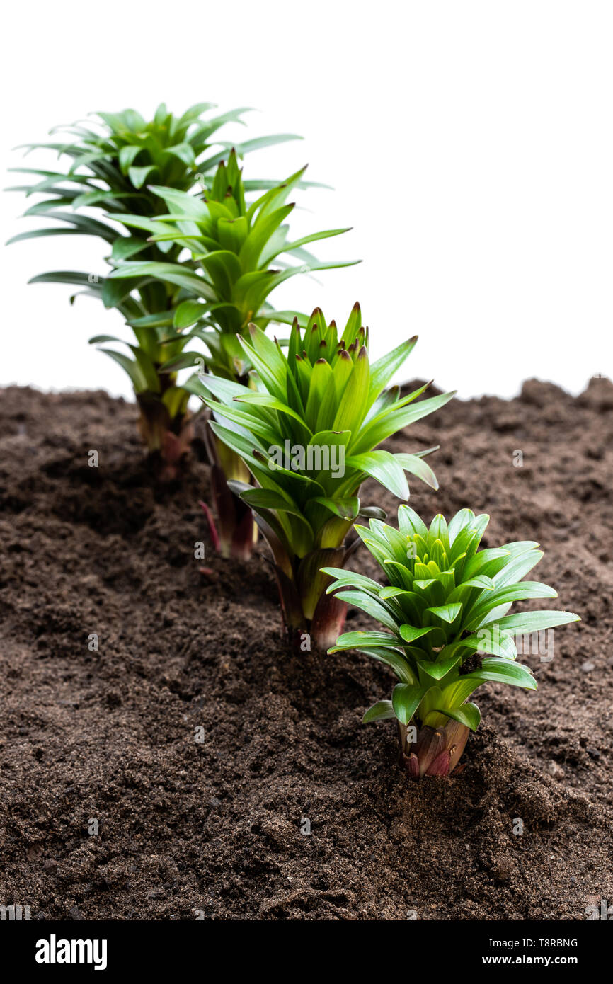 Little lily flower sprouts in soil isolated on white Stock Photo - Alamy