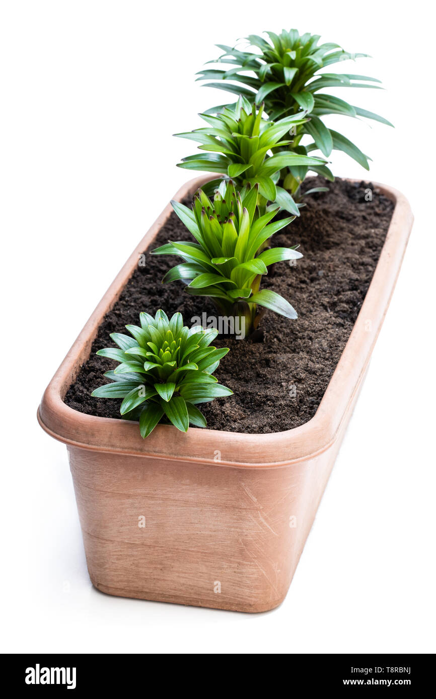 Little lily flower sprouts in garden pot isolated on white Stock Photo ...