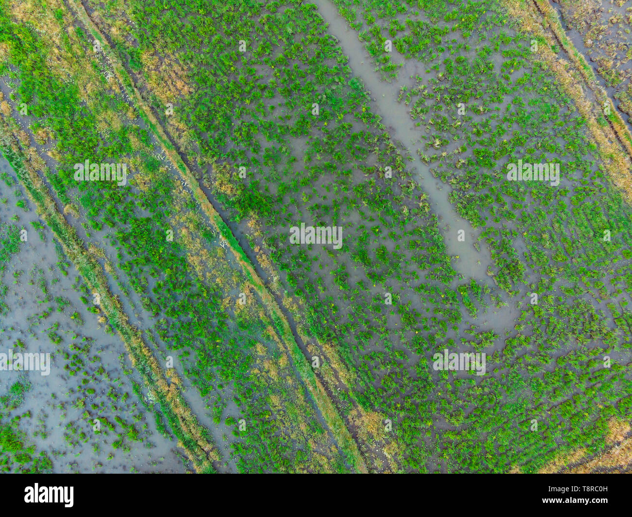 The rice fields are flooded with water. Flooded rice paddies. Agronomic ...
