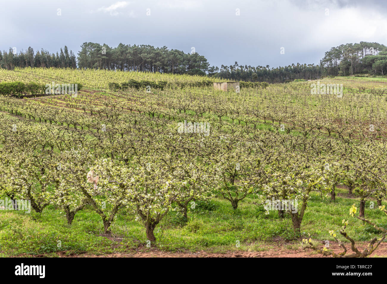 Agriculture In Portugal High Resolution Stock Photography and Images ...