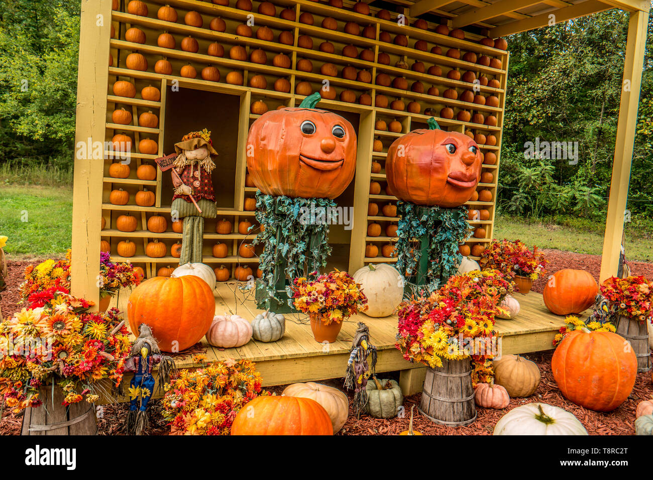 Variety of different kinds of pumpkins and autumn decor on display at ...