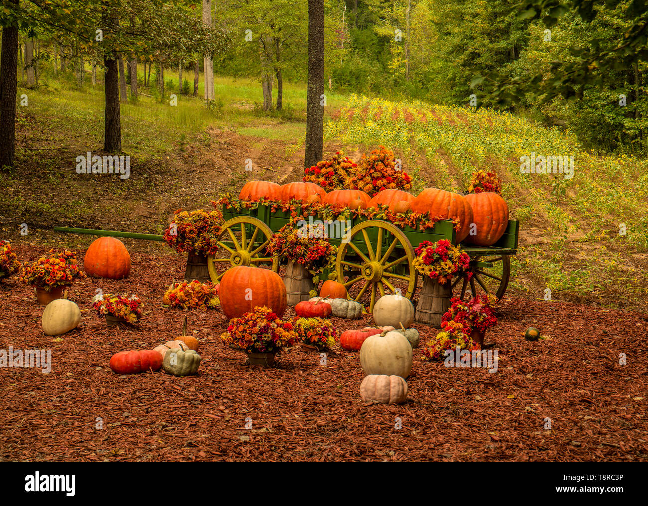 Old wooden wagon full of pumpkins and mums for a decorative autumn ...