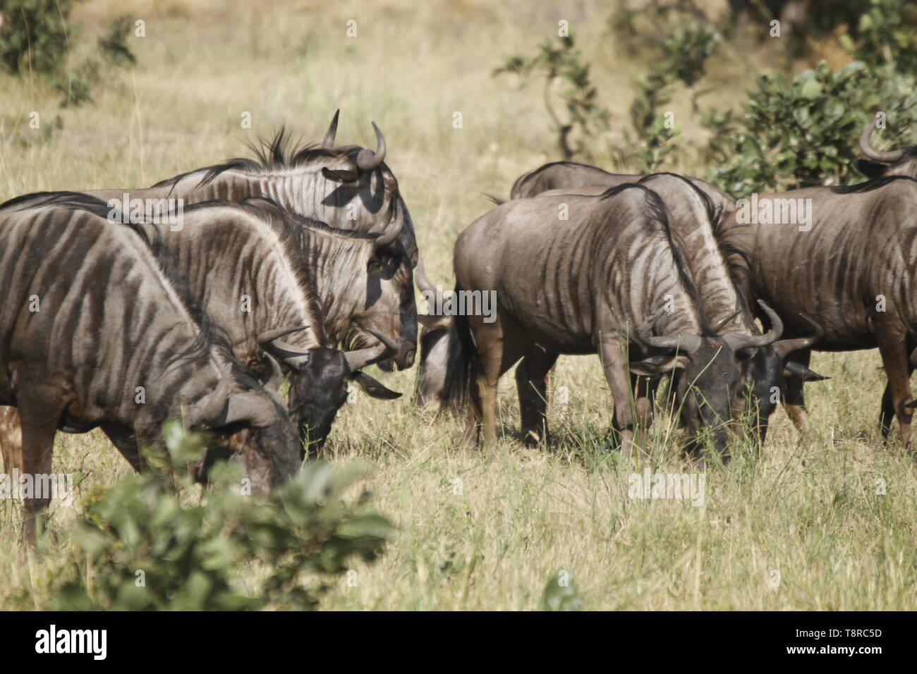 Antelope eating grass hi-res stock photography and images - Alamy