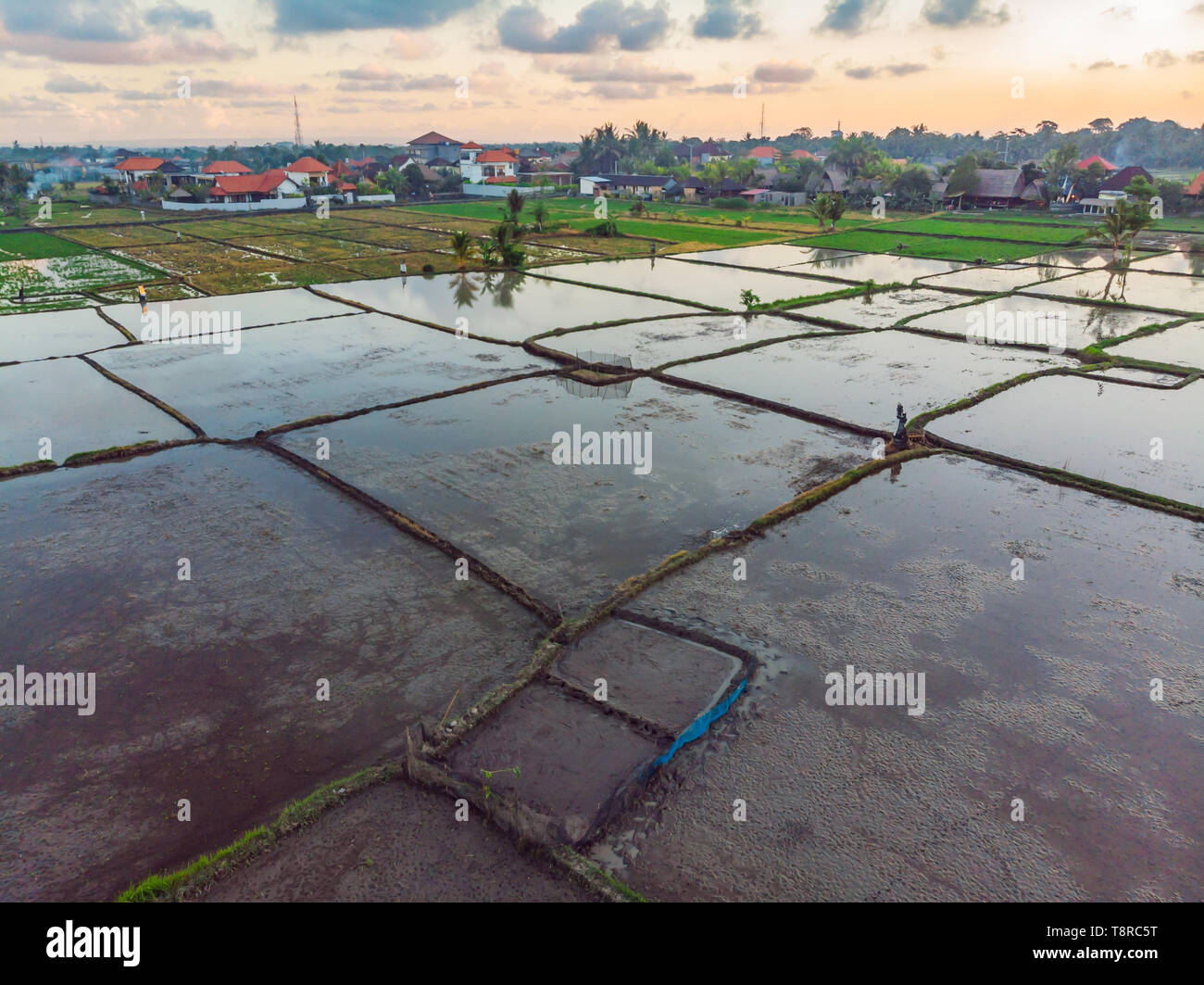 The rice fields are flooded with water. Flooded rice paddies. Agronomic ...