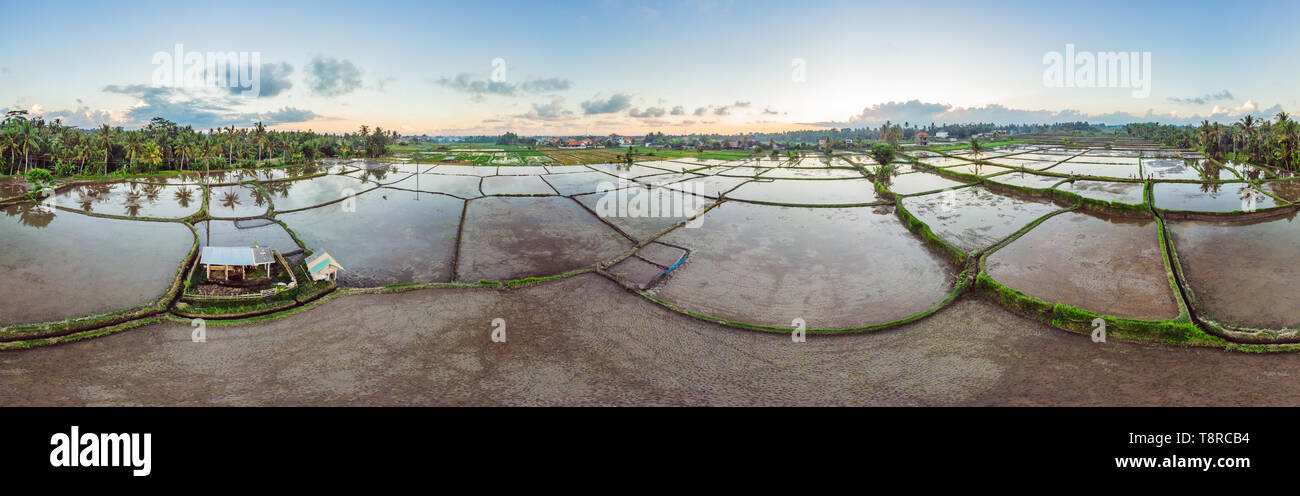 The rice fields are flooded with water. Flooded rice paddies. Agronomic ...