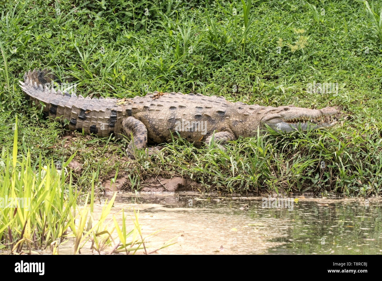 American Crocodile, near Laguna de Lagarto, Costa Rica 31 March 2019 ...