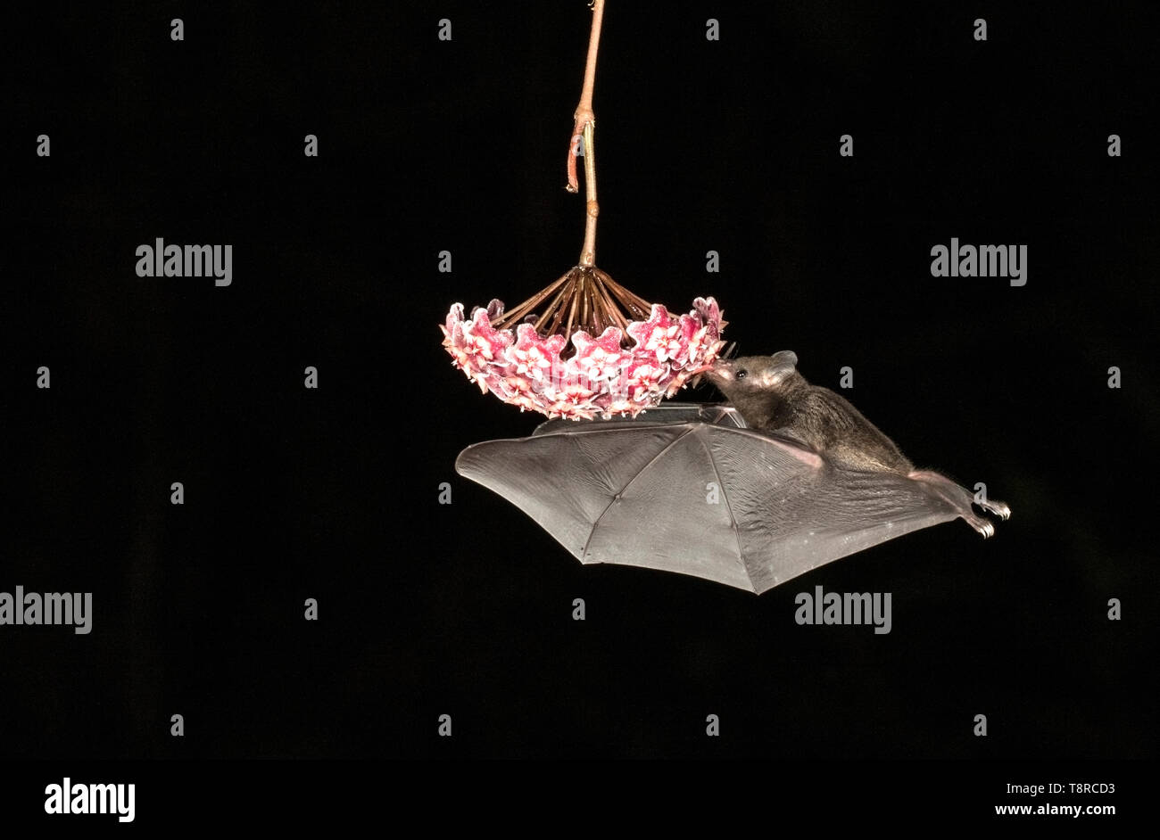 tropical bat, feeding on nectar on flower in rainforest at night ...