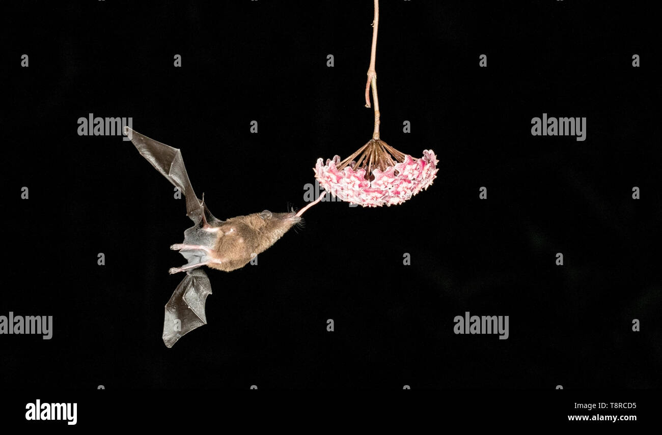tropical bat, feeding on nectar on flower in rainforest at night ...
