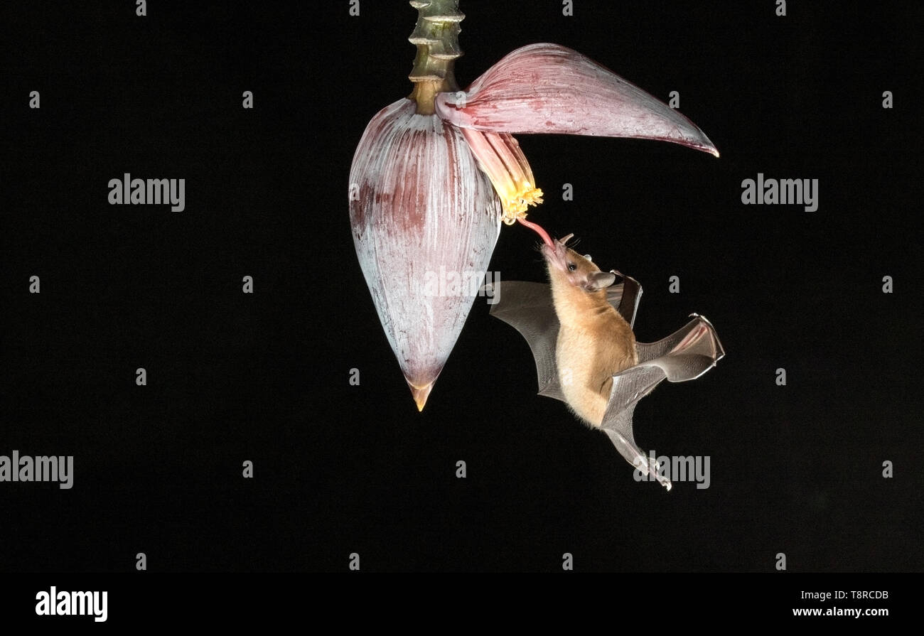 tropical bat, feeding on nectar on flower in rainforest at night ...