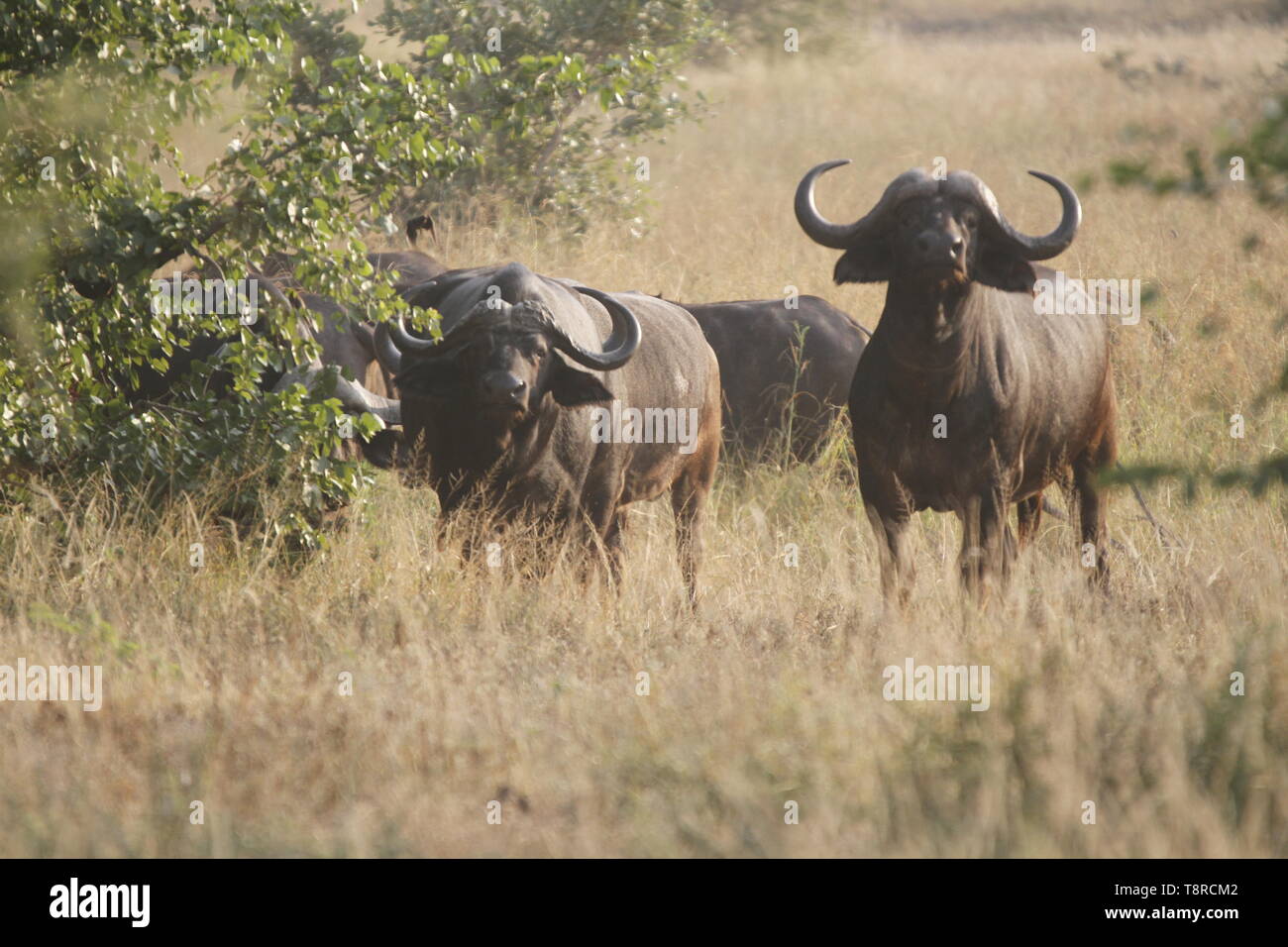 Female cape buffalo hi-res stock photography and images - Alamy