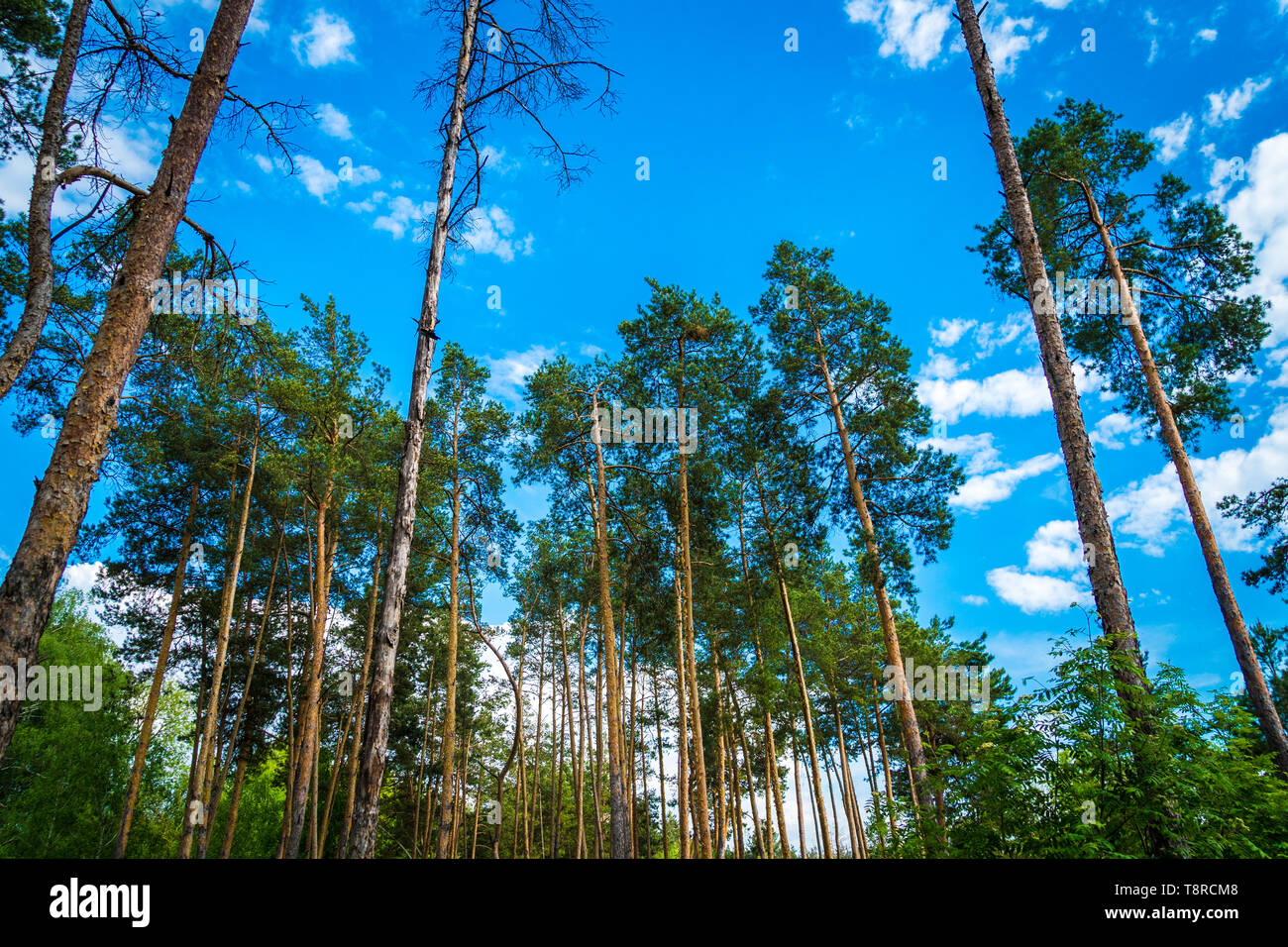 Wind tree branches in slow hi-res stock photography and images - Alamy