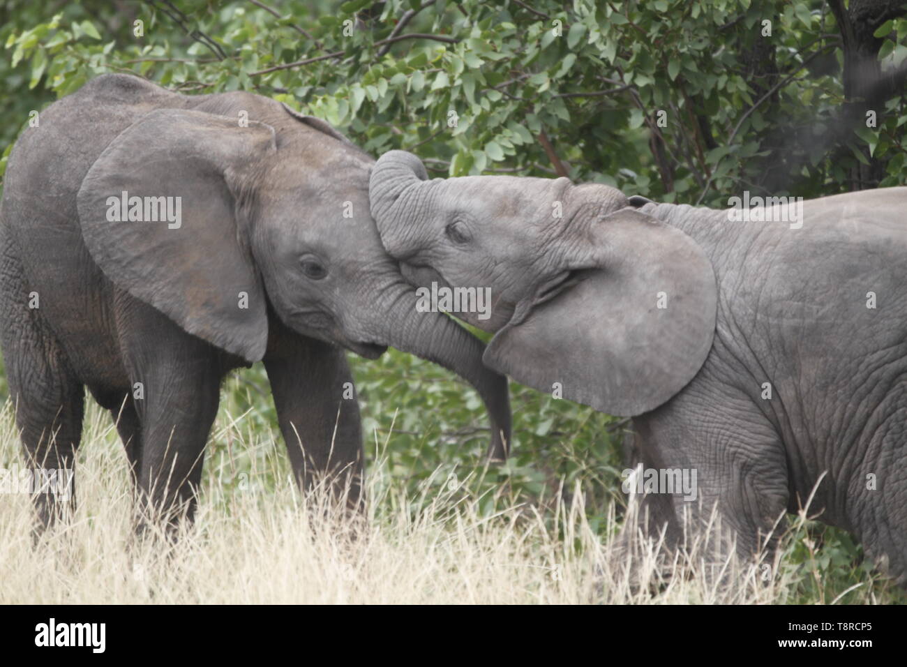 African elephant baby touching trunks hi-res stock photography and ...