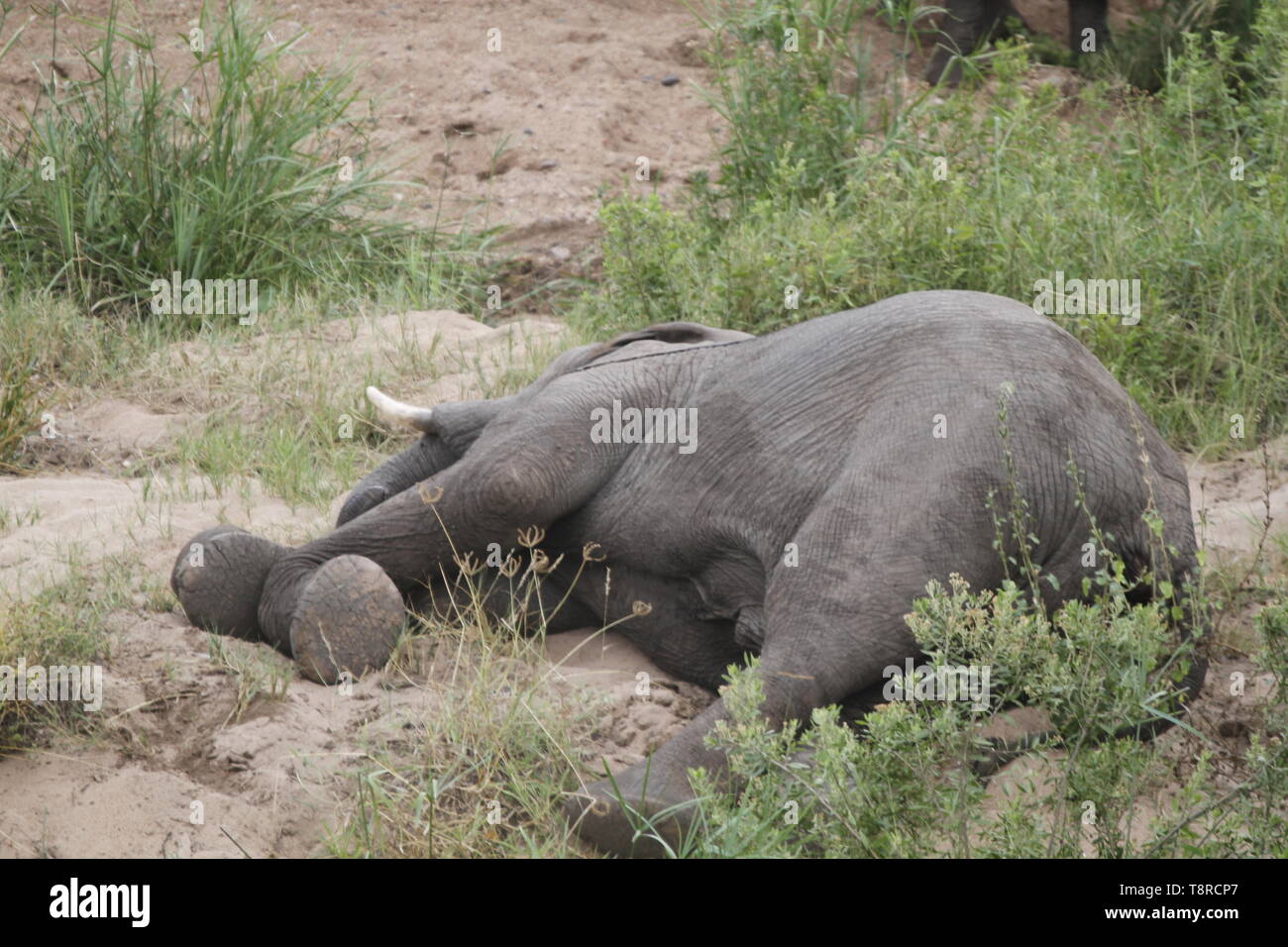 Elephant lying down hi-res stock photography and images - Alamy