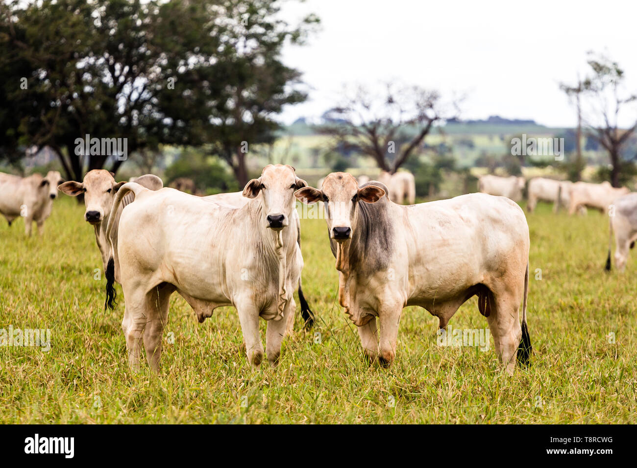 Nelore cattle seen on a farm in Brazil. These are mainly kept for beef ...