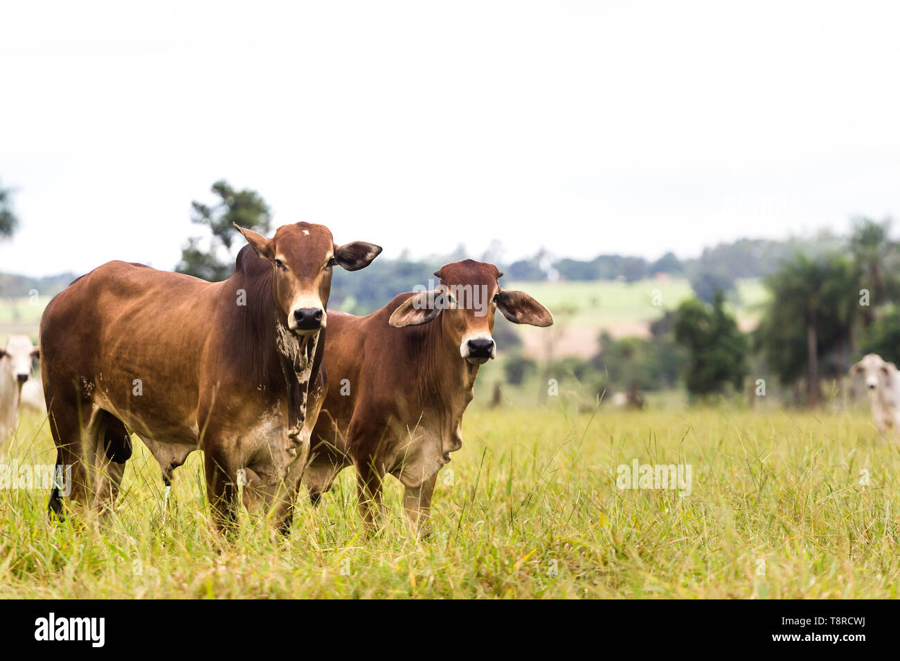 Cattle seen on a farm in Brazil. Livestock farming has a great ...