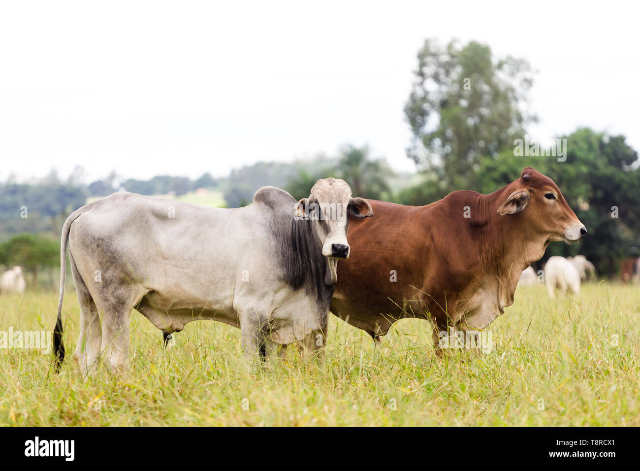 Cattle seen on a farm in Brazil. Livestock farming has a great ...