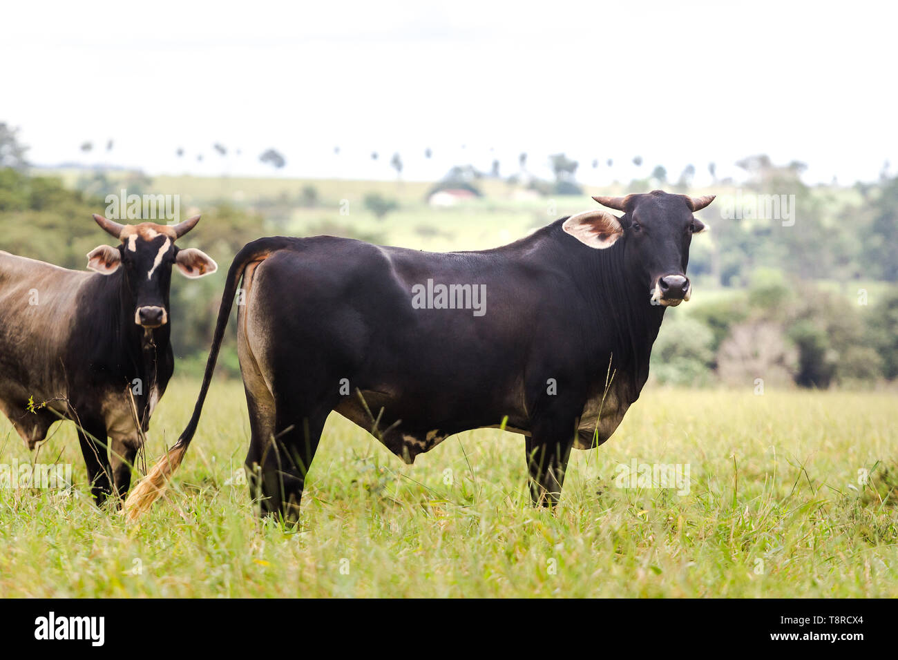 Primary economic activity hi-res stock photography and images - Alamy