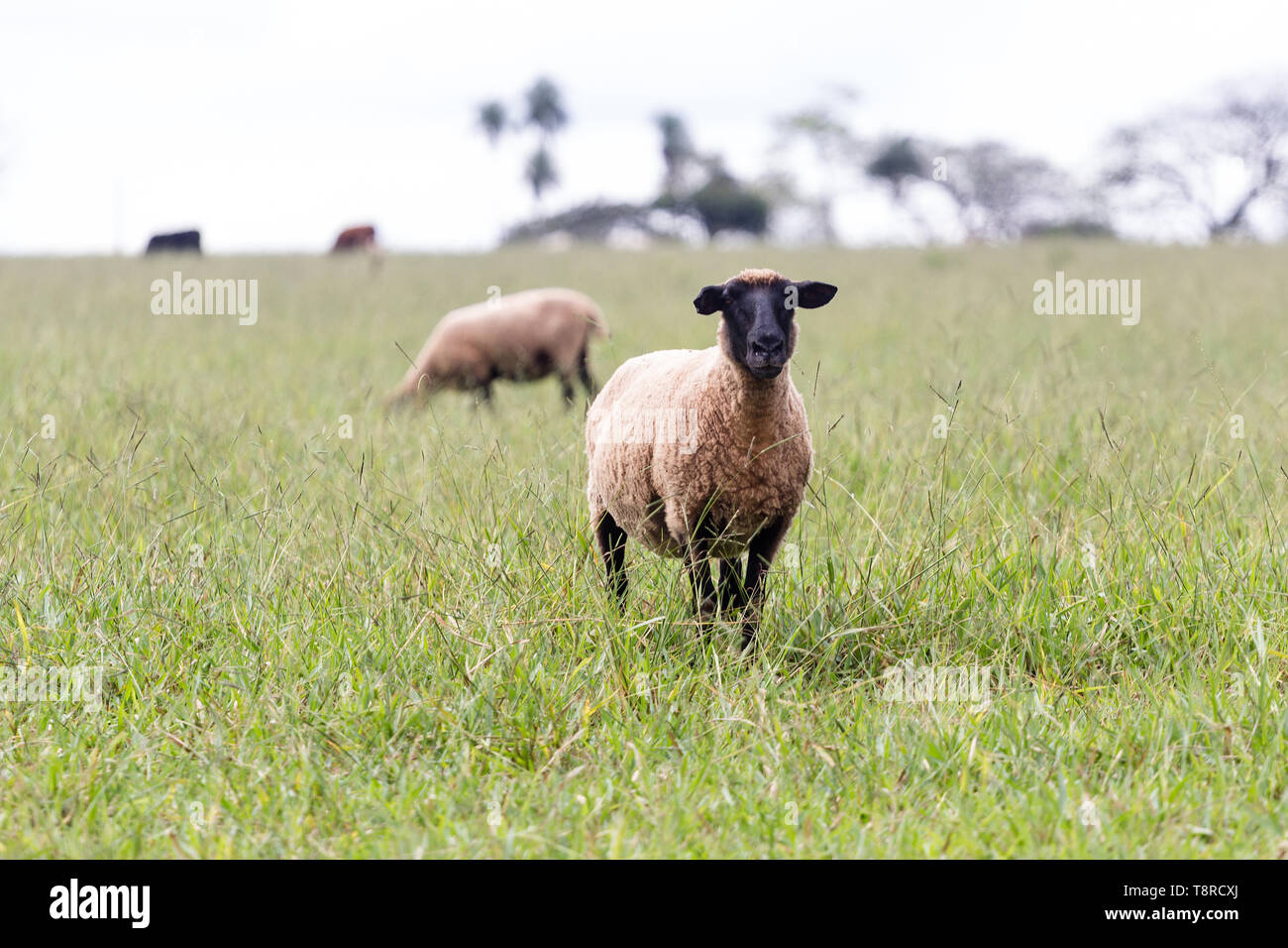 Brazilian sheep hi-res stock photography and images - Alamy