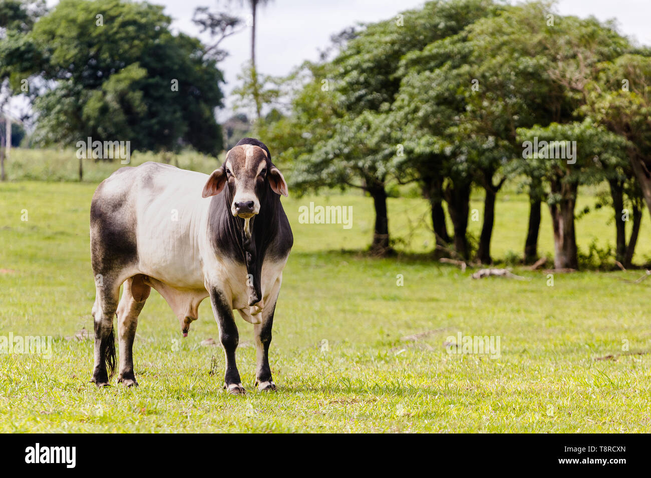 An Ox of elite seen on a farm in Brazil. Livestock farming has a great ...