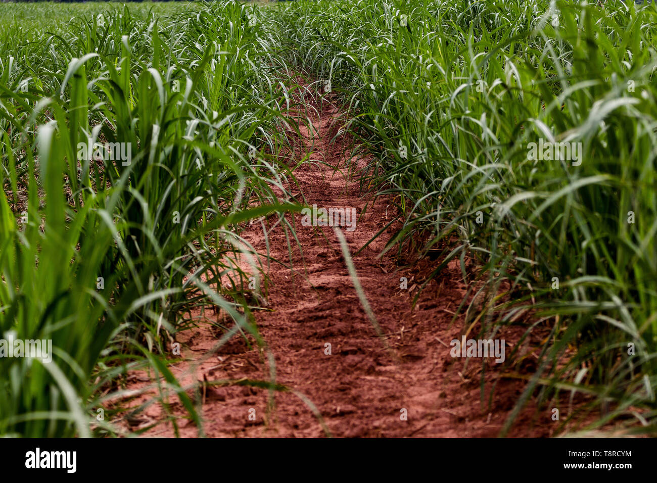 A foot path seen in a field of sugar cane. Brazil became a model of ...