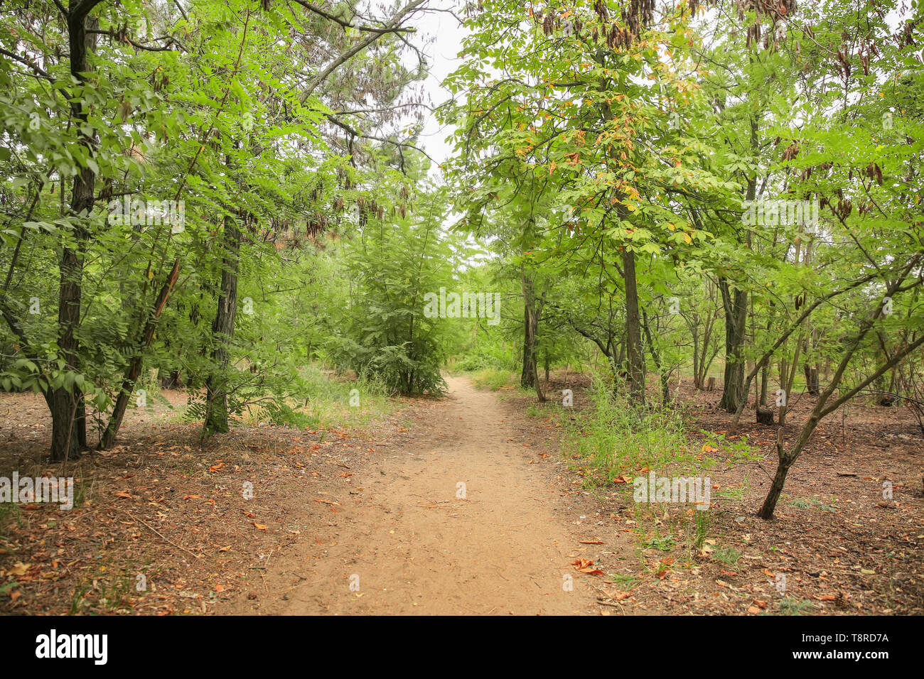 Ground pathway hi-res stock photography and images - Alamy