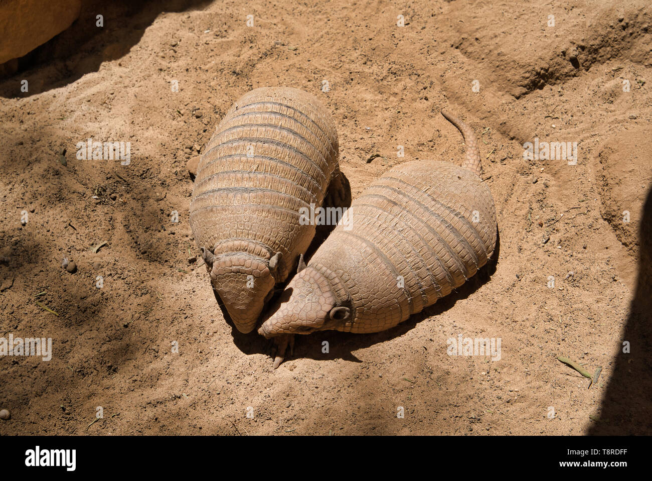 Armadillos natural habitat hi-res stock photography and images - Alamy
