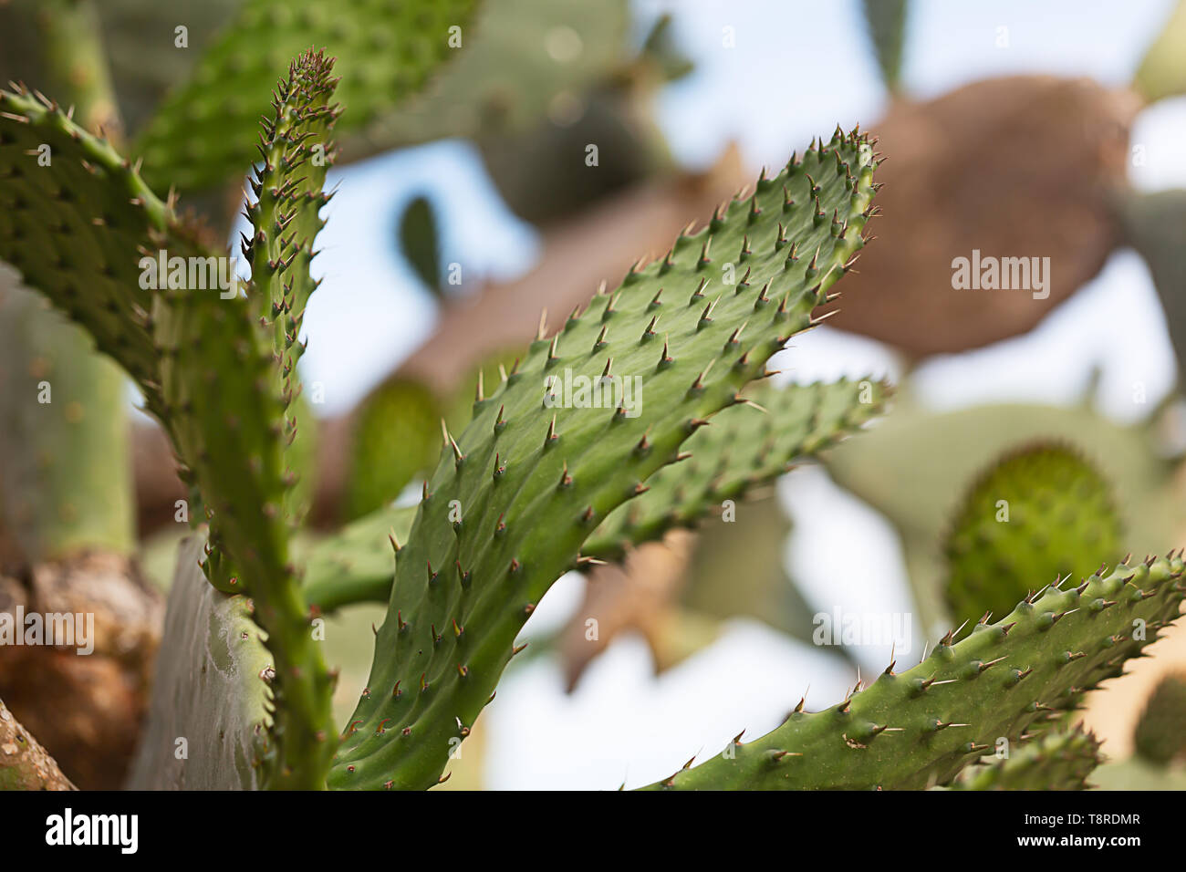 Blooming cactus tree with pricles, horizontal orientation Stock Photo ...