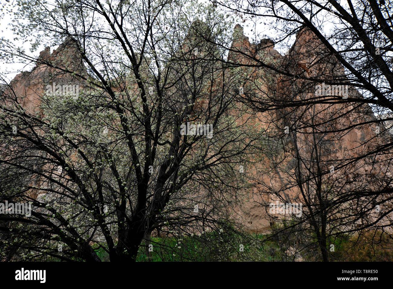 Tyrkey hi-res stock photography and images - Alamy