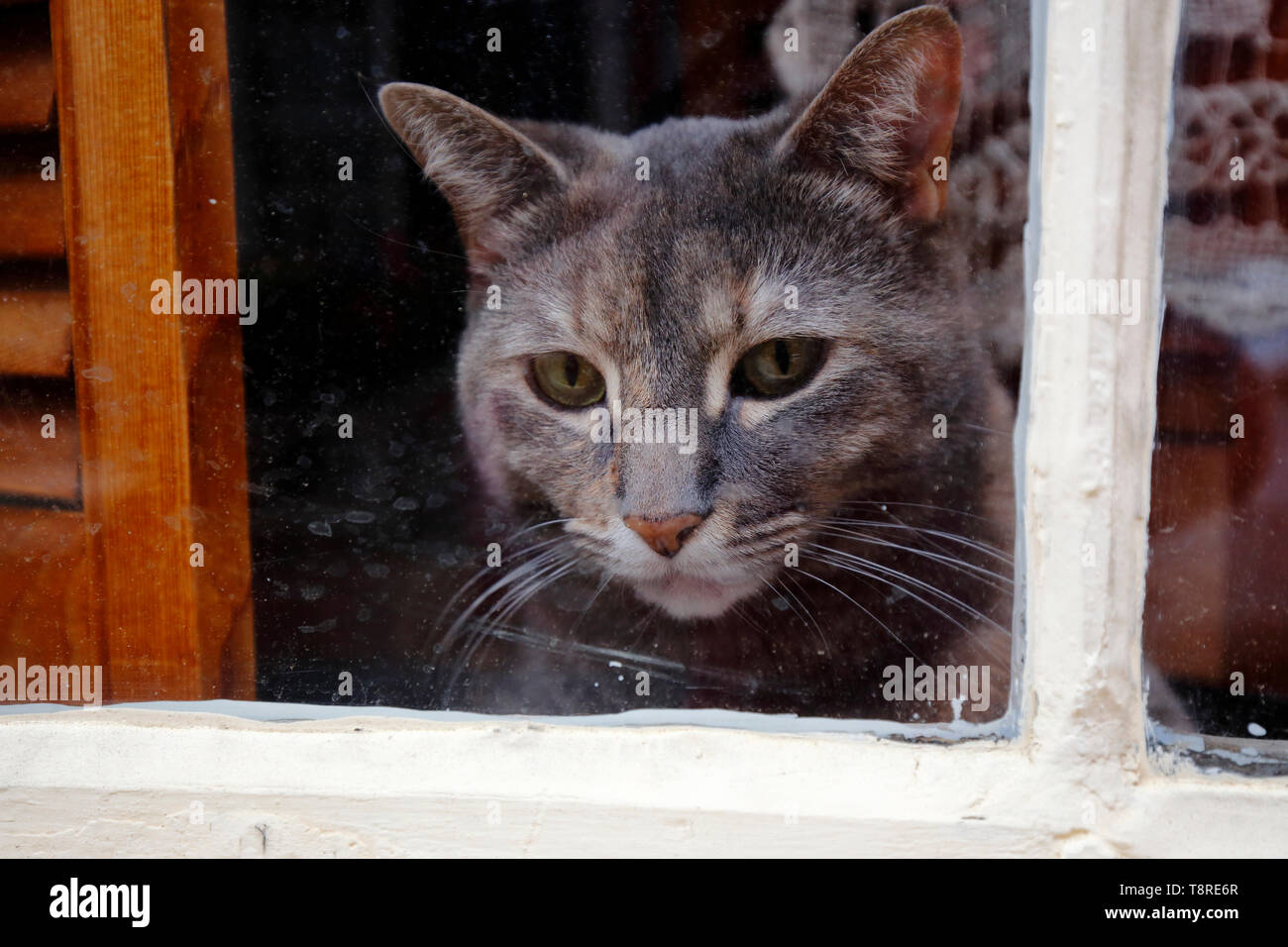 An old cat stares out a window Stock Photo - Alamy