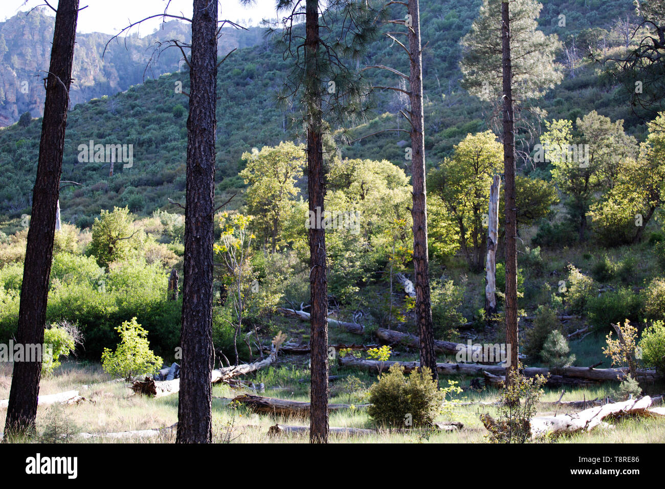 Prescott wildlife hi-res stock photography and images - Alamy