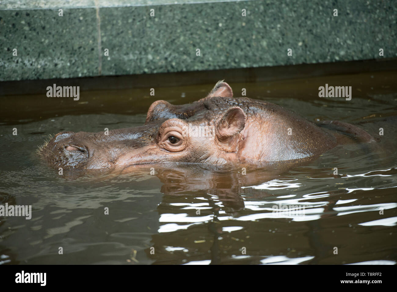 Hippopotamus in captivity Stock Photo - Alamy