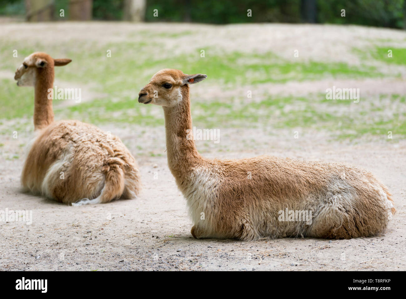 Vicuna in captivity Stock Photo - Alamy