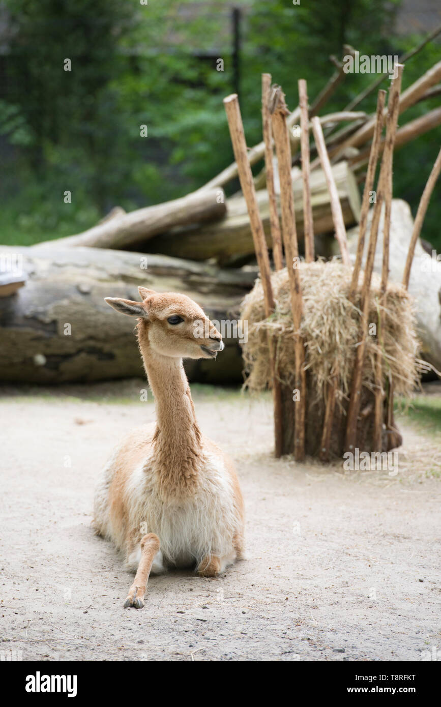 Vicuna animal hi-res stock photography and images - Alamy