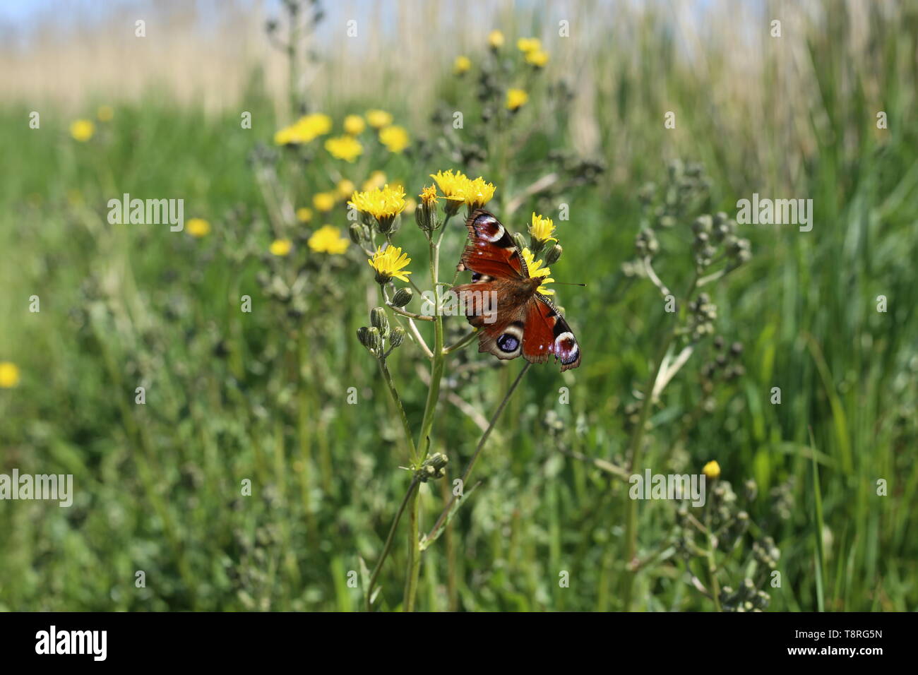 Peacock butterfly ( Aglais io) basking in the summer sunlight in an ...