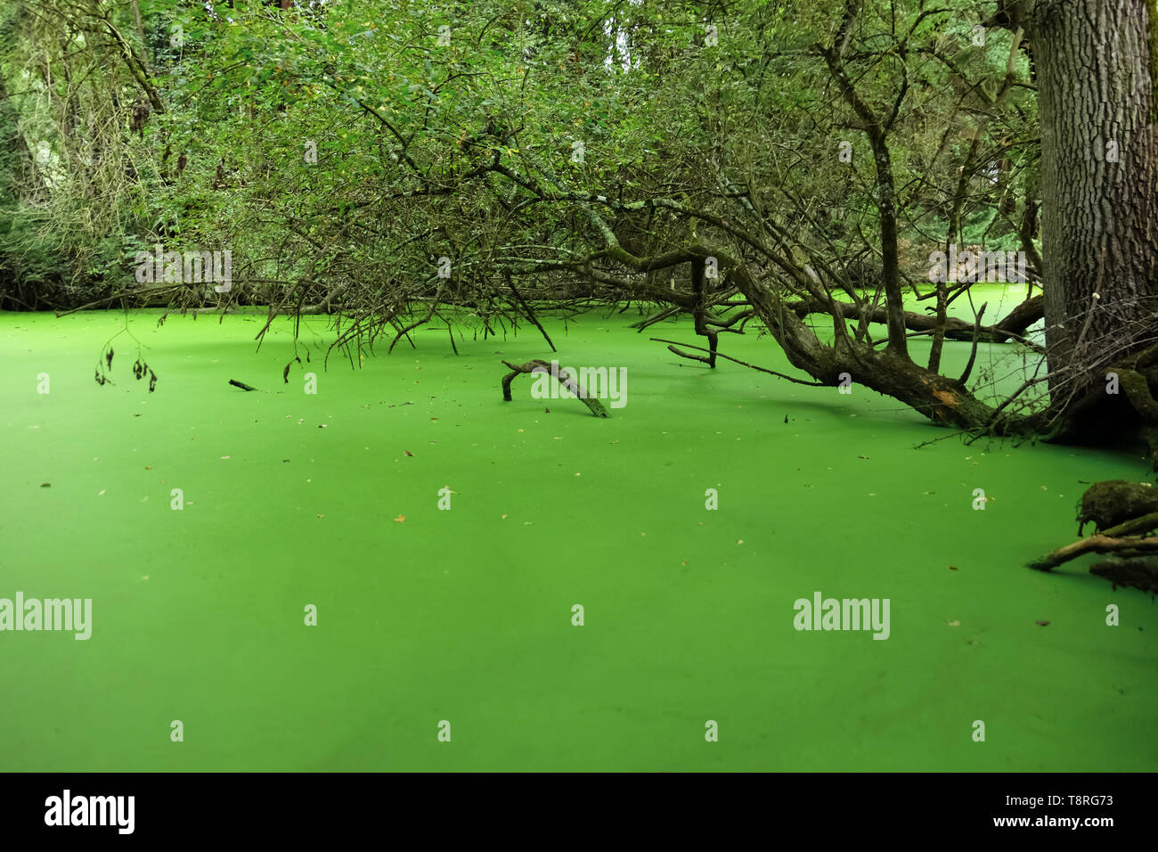 River in forest with algae covering surface of water Stock Photo - Alamy